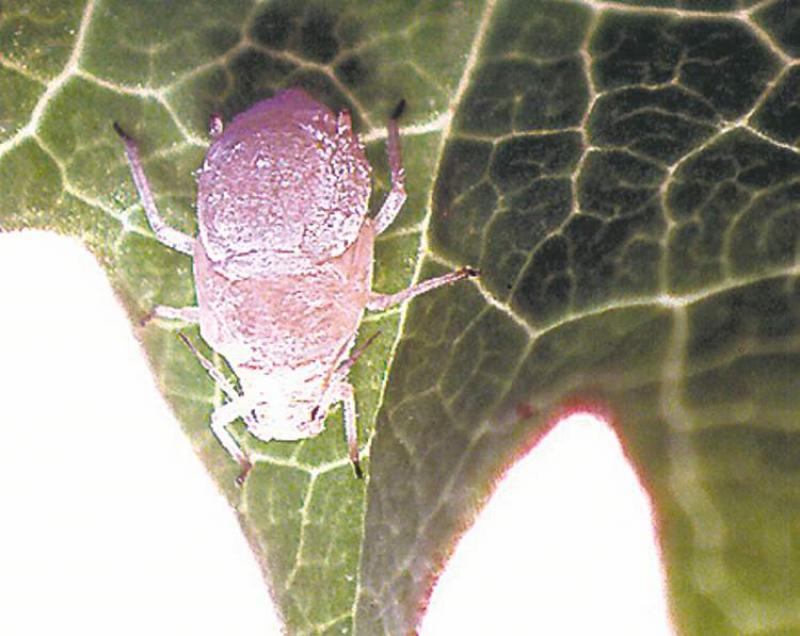 Aphids launch attacks on Manitoba green ash trees - Winnipeg Free Press ...