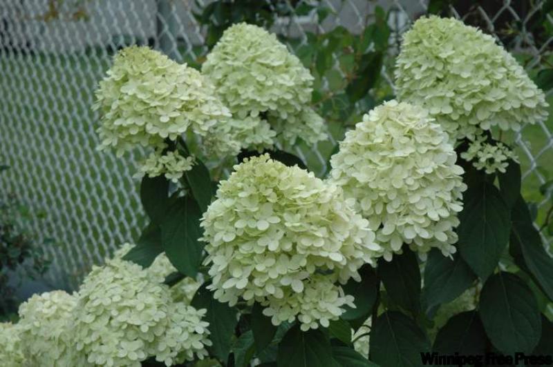 Hydrangea Harmony - Winnipeg Free Press Homes