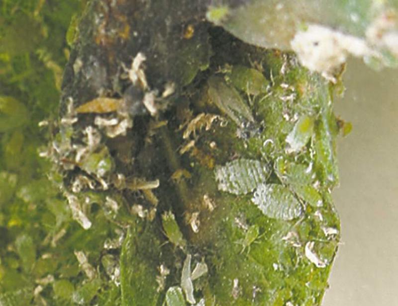 Aphids launch attacks on Manitoba green ash trees - Winnipeg Free Press ...
