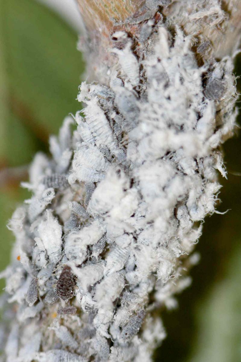 Scale insects suck the life out of your trees - Winnipeg Free Press Homes