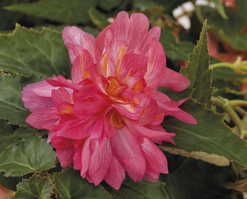 Flowers' blooms an unrivalled spectacle - Winnipeg Free Press Homes