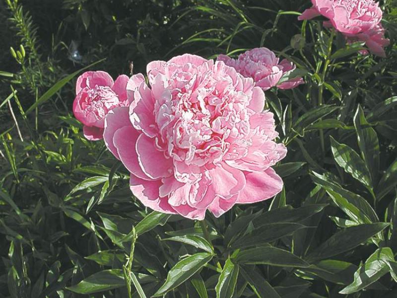 GARDENING: Long live peonies - Winnipeg Free Press Homes