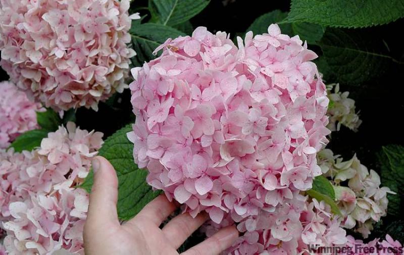 Hydrangea Harmony - Winnipeg Free Press Homes