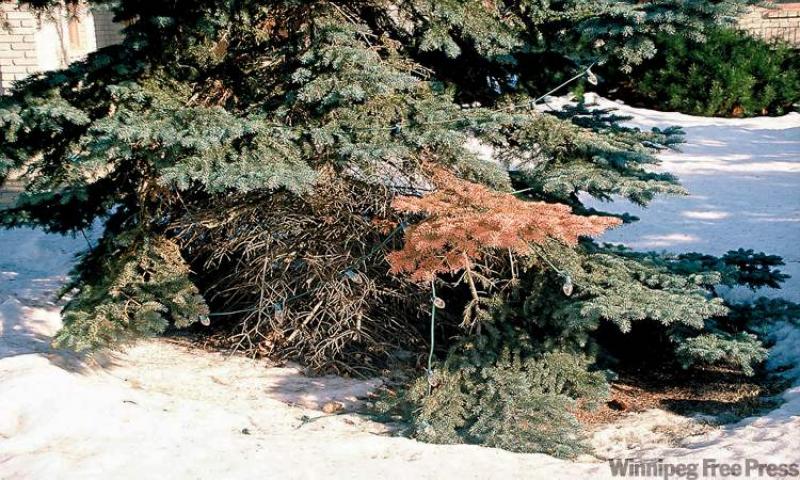 Fungus causes discolouration - Winnipeg Free Press Homes