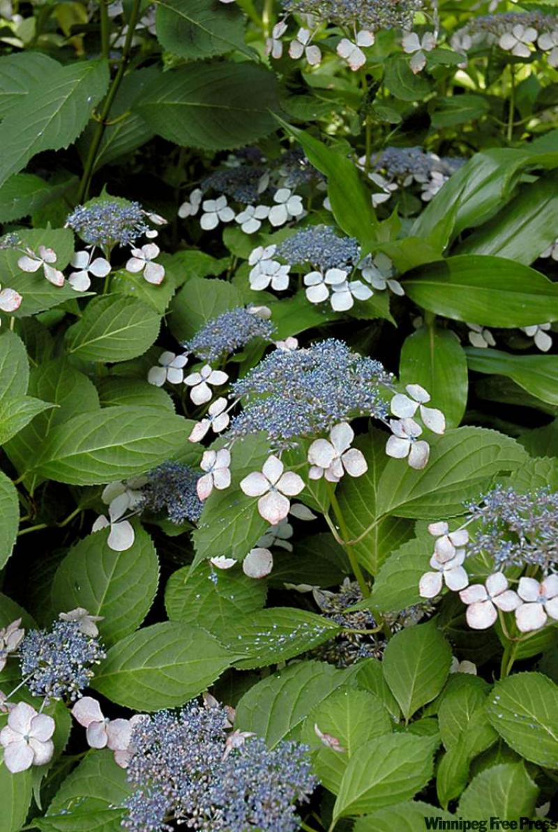 Hydrangea Harmony - Winnipeg Free Press Homes