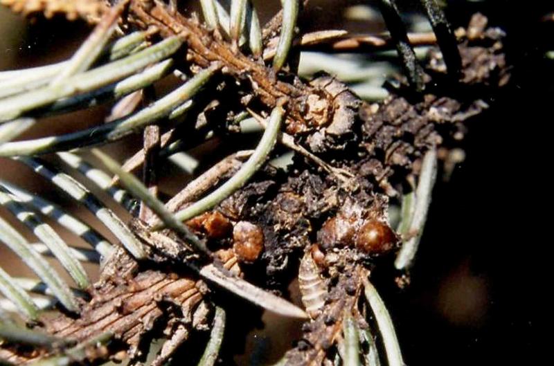 Scale insects suck the life out of your trees - Winnipeg Free Press Homes