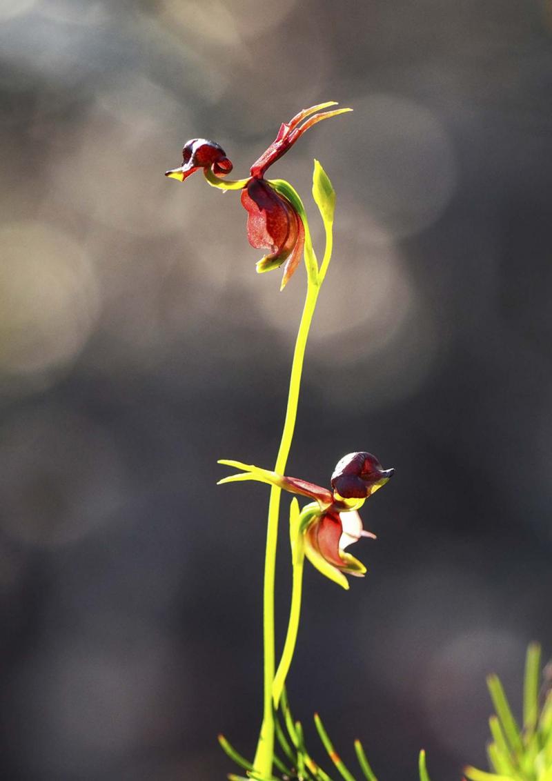 The weird and wacky world of plants - Winnipeg Free Press Homes