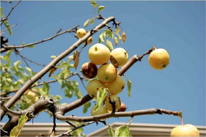 What's wrong with my apple tree? - Winnipeg Free Press Homes