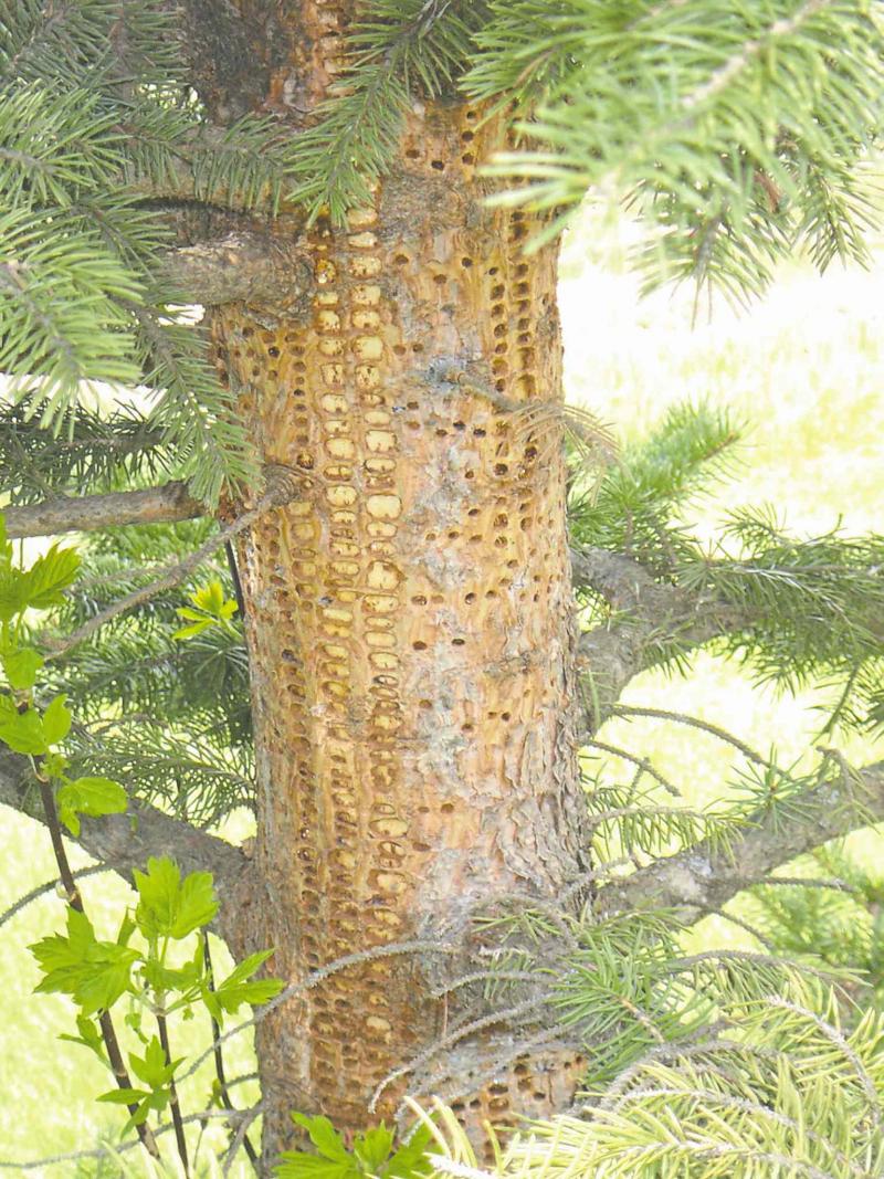 Tree-boring birds can cause disastrous results - Winnipeg Free Press Homes