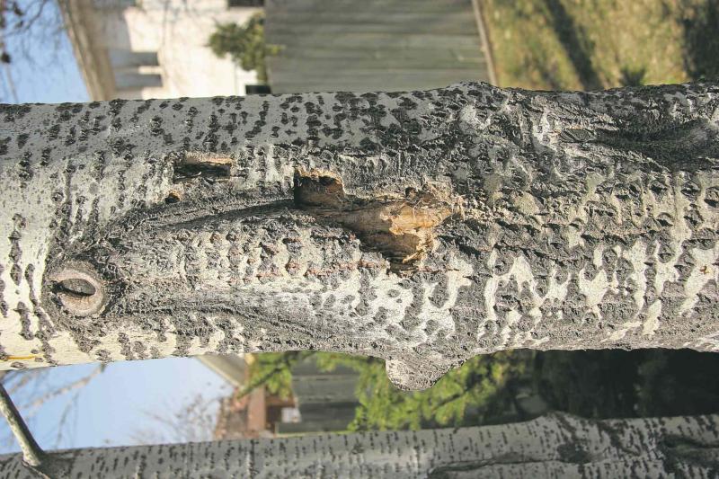 'Sawdust' at base of poplar is a sign of worms - Winnipeg Free Press Homes