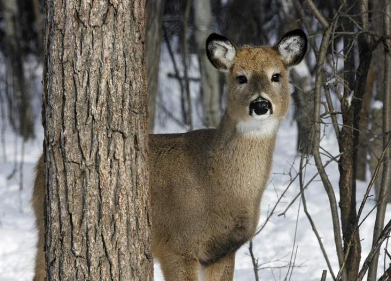 Tips to keep hungry deer out of the garden - Winnipeg Free Press Homes